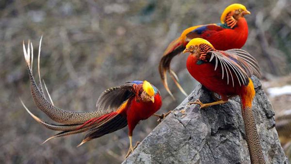 Gốm sứ Long Loan - Nâng tầm văn hóa Việt