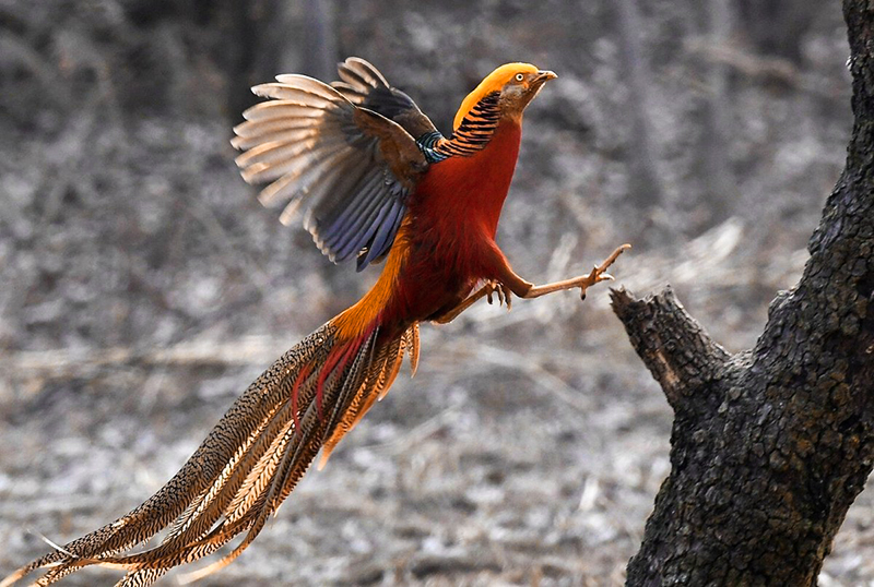 Gốm sứ Long Loan - Nâng tầm văn hóa Việt